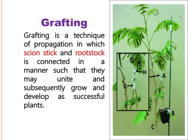 Plant Propagation Methods | PPTX | Woodworking | Arts and Crafts
