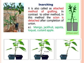 Plant Propagation Methods | PPTX | Woodworking | Arts and Crafts