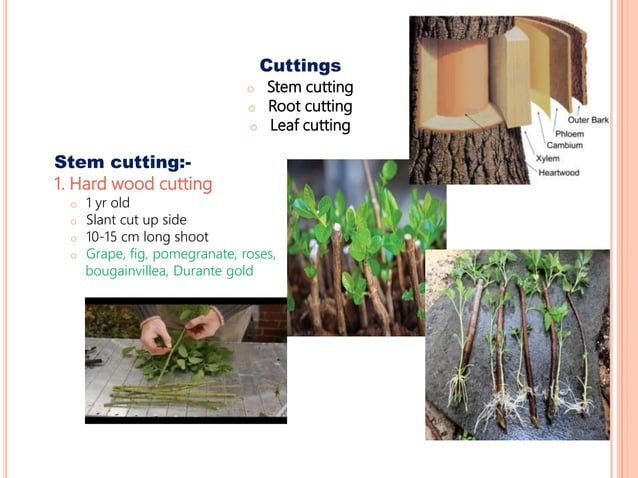 Plant Propagation Methods | PPTX | Woodworking | Arts and Crafts