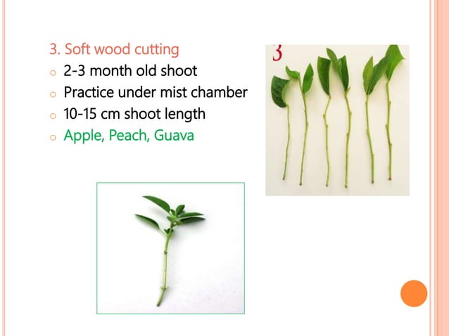 Plant Propagation Methods | PPTX | Woodworking | Arts and Crafts