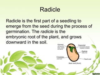 Plant propagation nxeitxh | PPTX