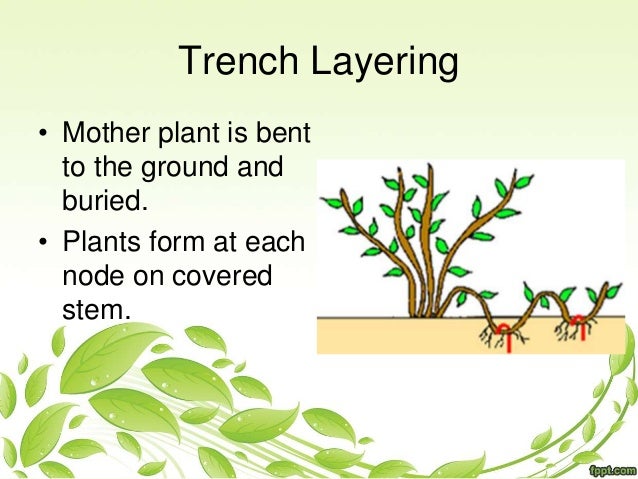 Examples Of Layering Plants