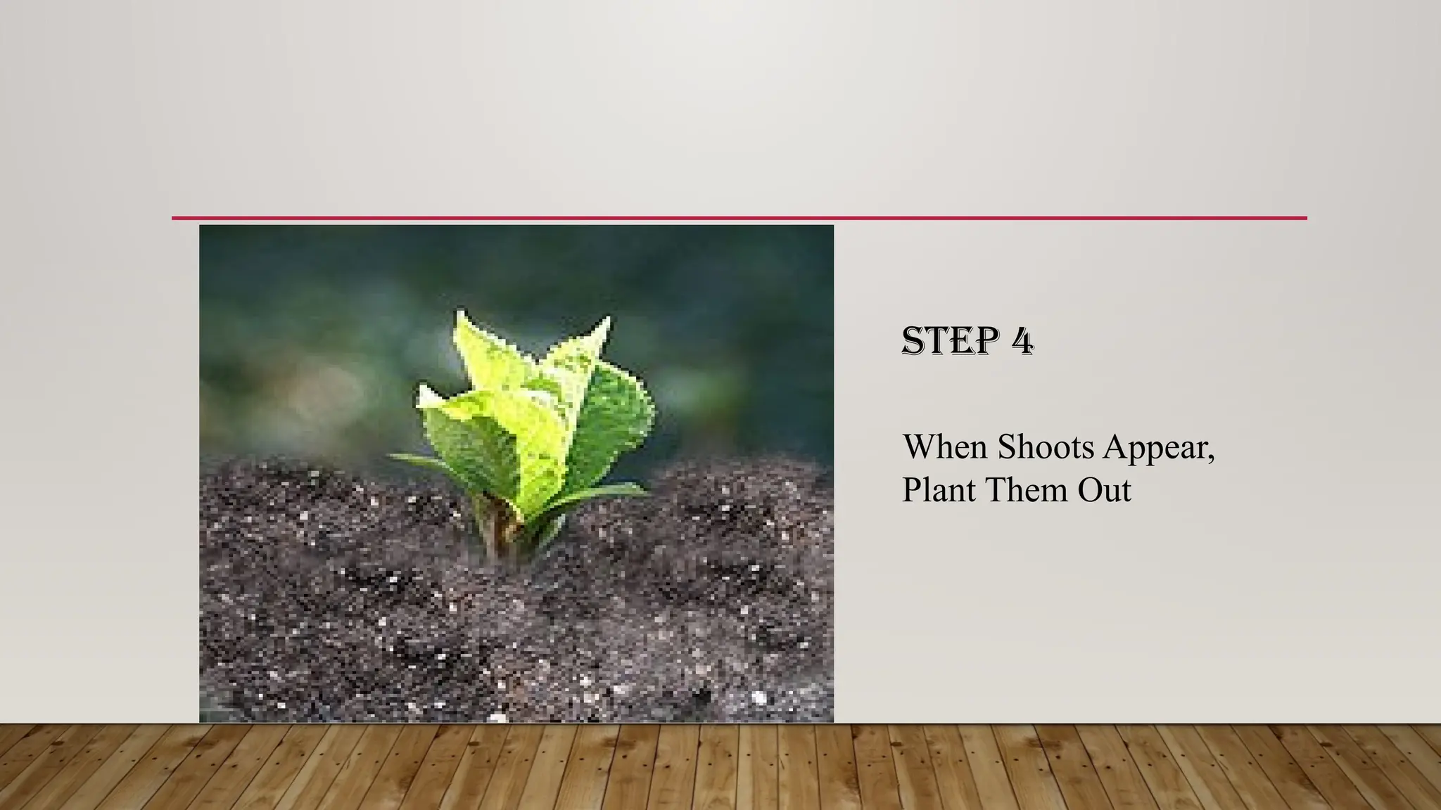 Plant propagation methods practical.pptx
