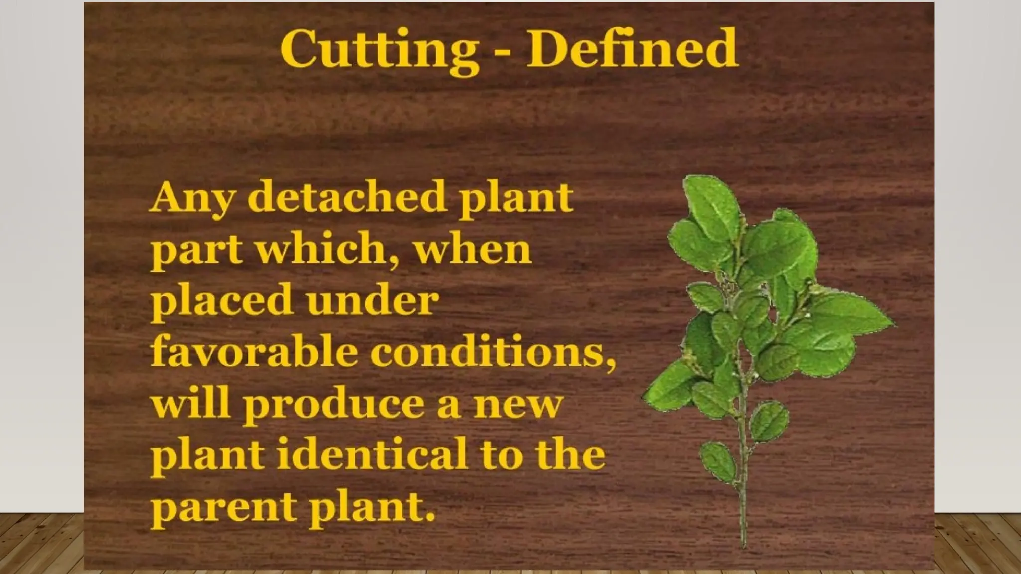 Plant propagation methods practical.pptx