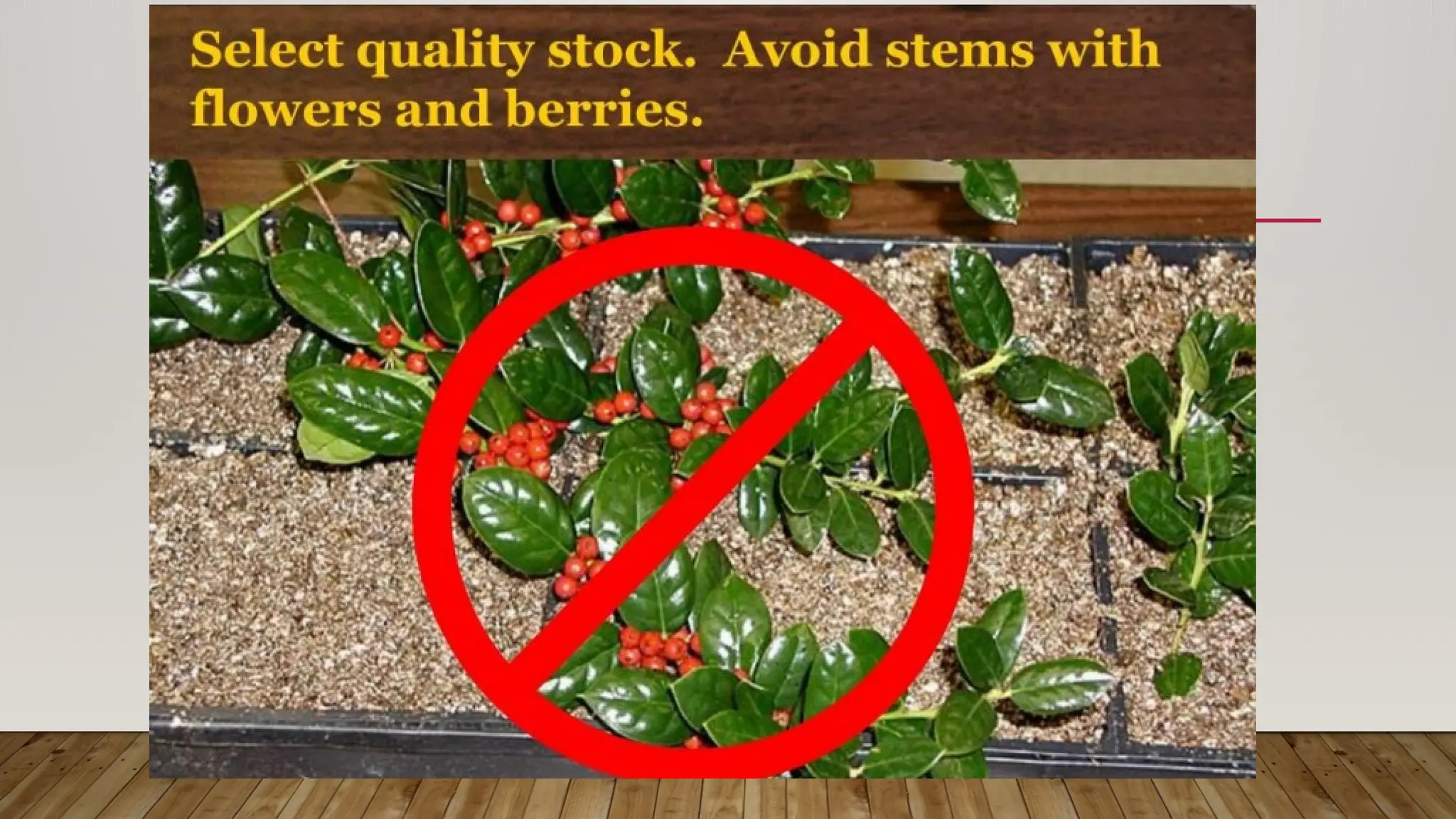 Plant propagation methods practical.pptx