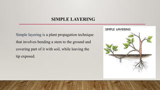 Plant propagation methods practical.pptx
