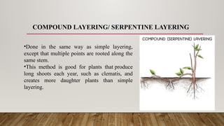 Plant propagation methods practical.pptx