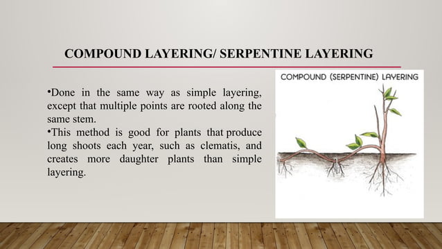 Plant propagation methods practical.pptx