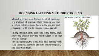 Plant propagation methods practical.pptx