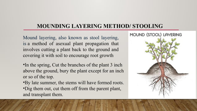 Plant propagation methods practical.pptx