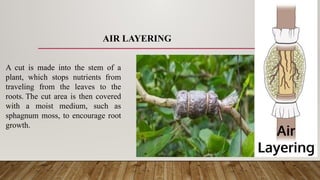 Plant propagation methods practical.pptx