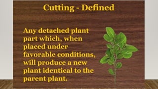 Plant propagation methods practical.pptx