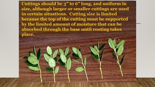 Plant propagation methods practical.pptx