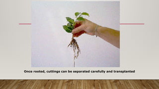 Plant propagation methods practical.pptx