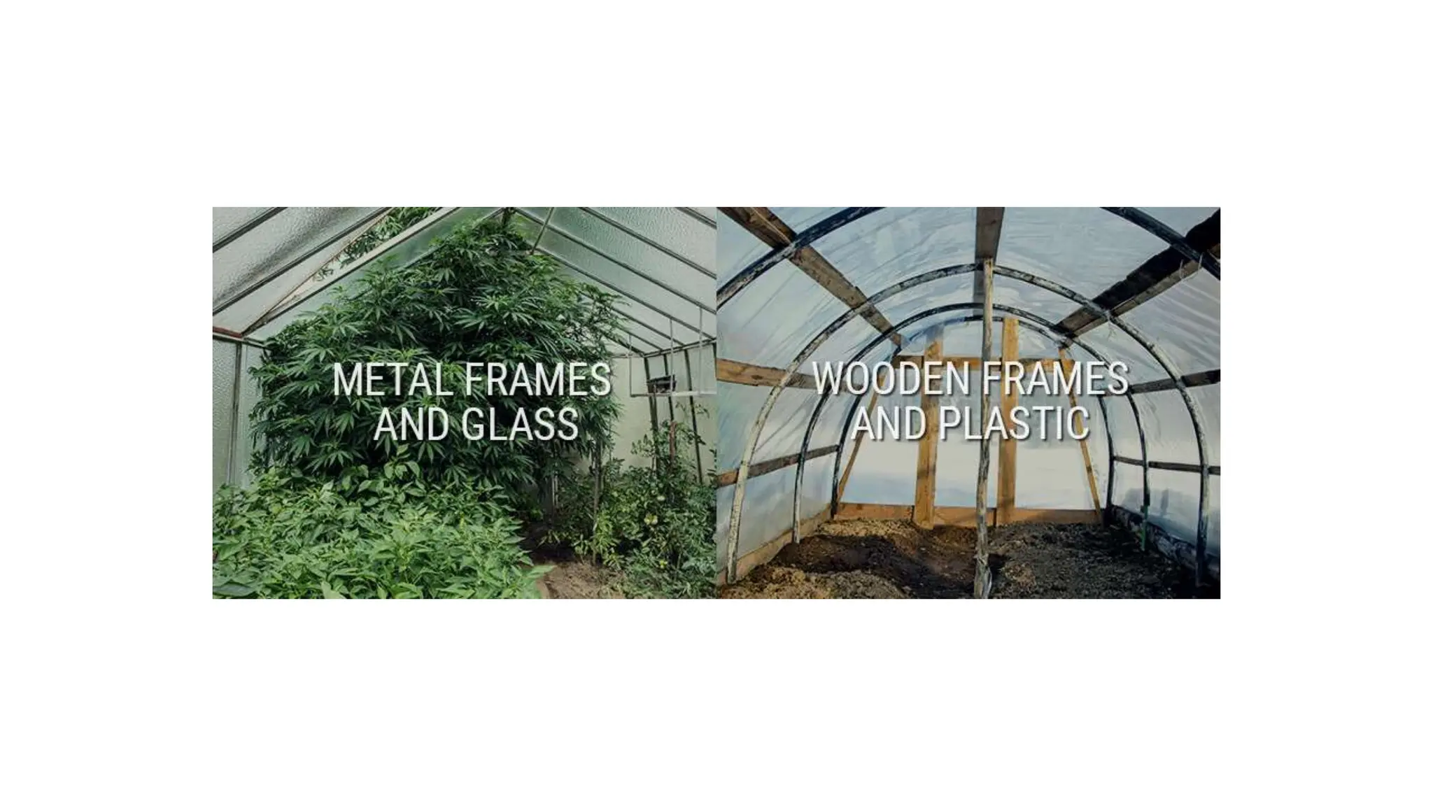 Plant Propagation Structures | PPTX