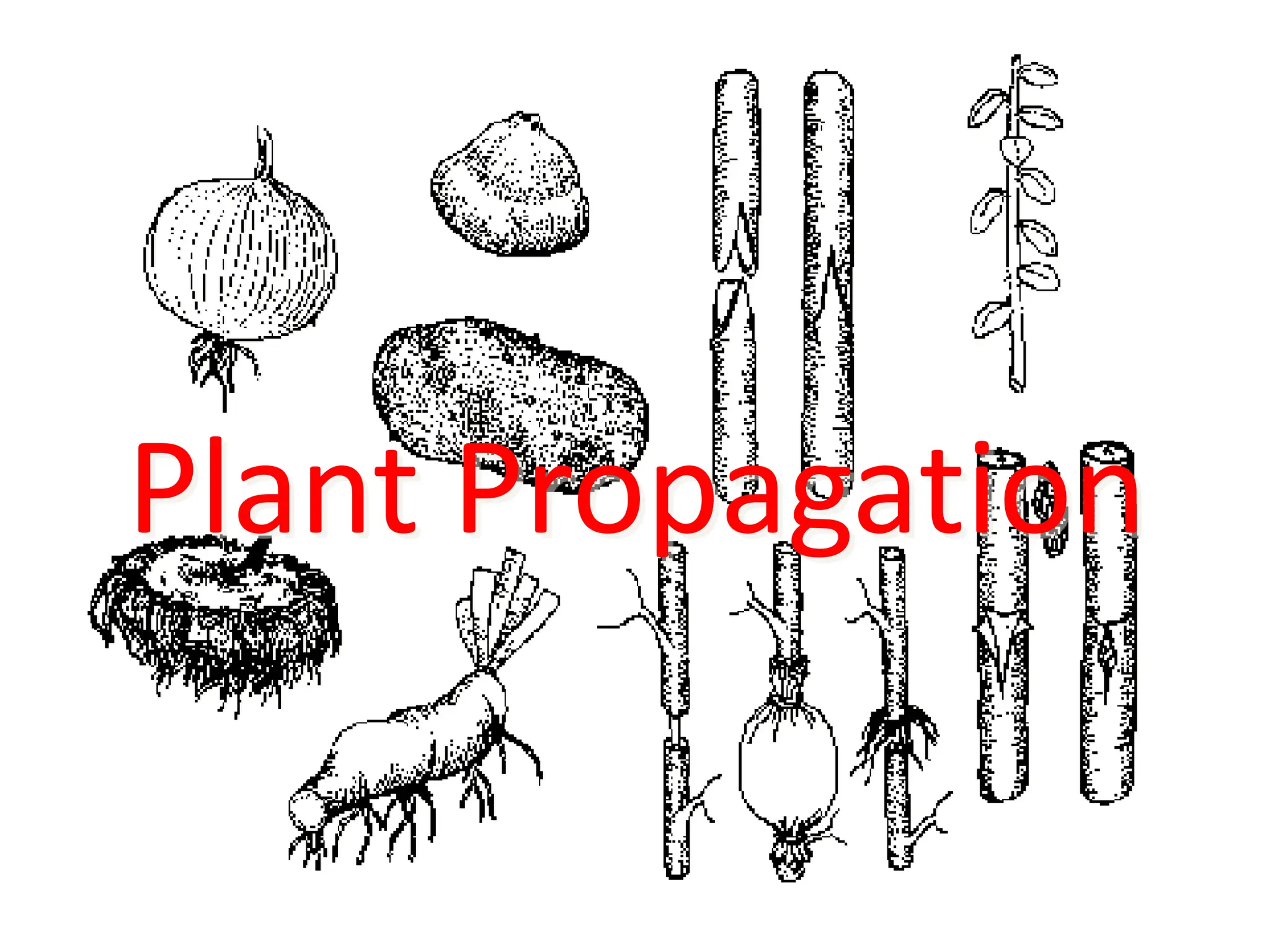 Methods of Plant Proppogation and details.pptx