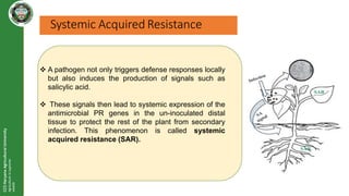 plant protection using isr and sar non credit seminar | PPTX