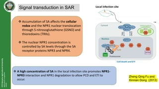 plant protection using isr and sar non credit seminar | PPTX