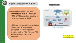 plant protection using isr and sar non credit seminar | PPTX