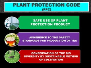 Plant protection Code in tea: A step towards safetyof Indian tea | PPTX