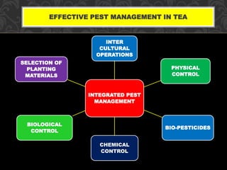 Plant protection Code in tea: A step towards safetyof Indian tea | PPTX