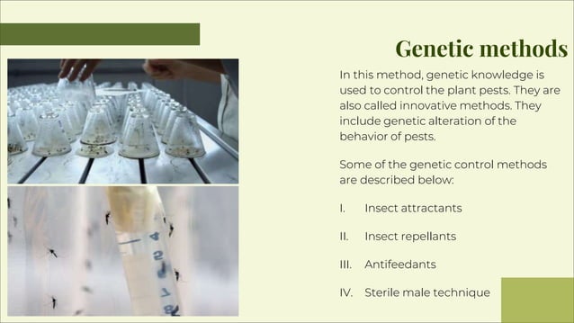 Plant Protection Measures against insect pest and diseases | PPTX