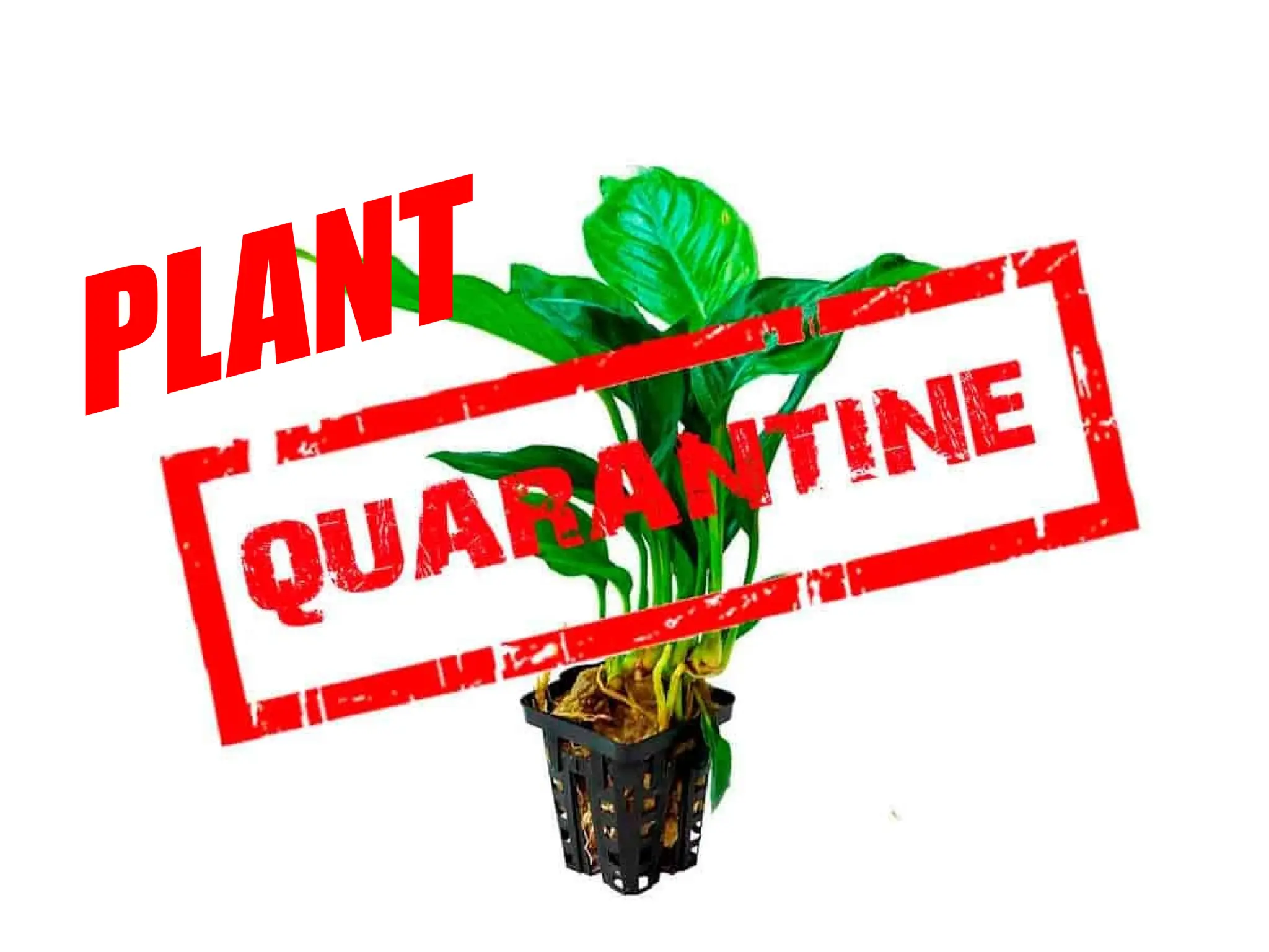 plant quarantine : there structure and function | PPSX