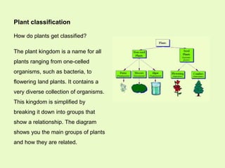 Plant recognition | PPTX