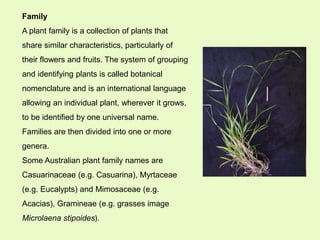 Plant recognition | PPTX