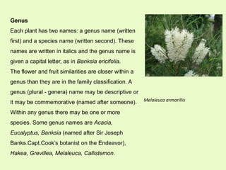 Plant recognition | PPTX