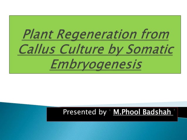 Plant Regeneration from Callus Culture by Somatic Embryogenesis.pptx