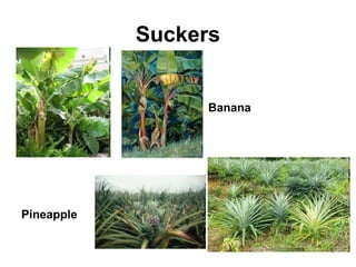 Suckers Plants Examples