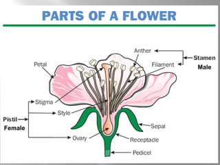 Plant reproduction | PPT