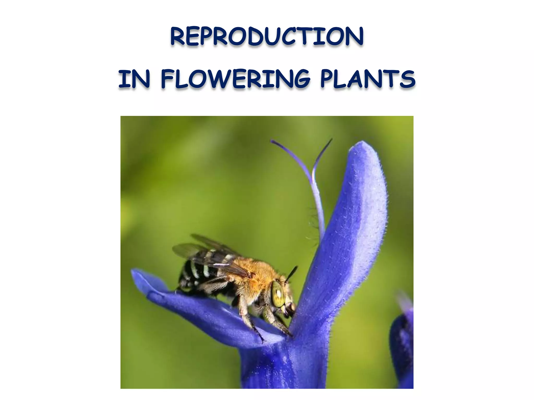 Plant reproduction | PPTX