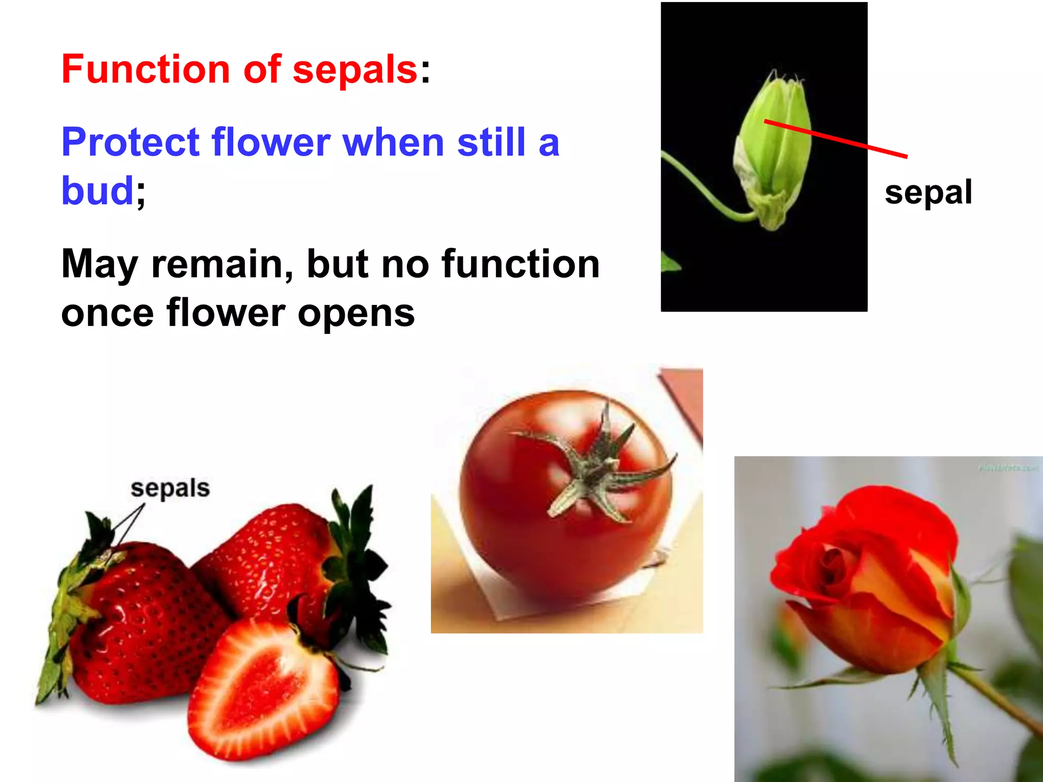 Plant reproduction | PPTX