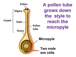 Plant reproduction | PPTX