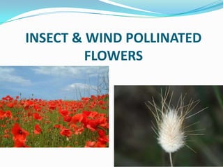 Plant reproduction | PPTX