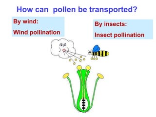 Plant reproduction | PPTX