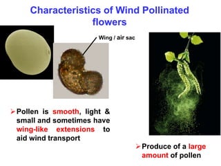 Plant reproduction | PPTX