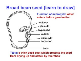Plant reproduction | PPTX