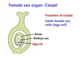 Plant reproduction | PPTX