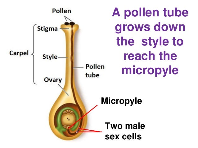 Plant reproduction