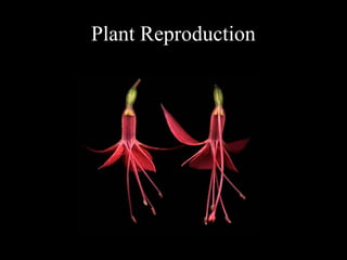 Plantreproduction | PPT