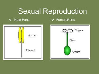 Plant reproduction | PPT