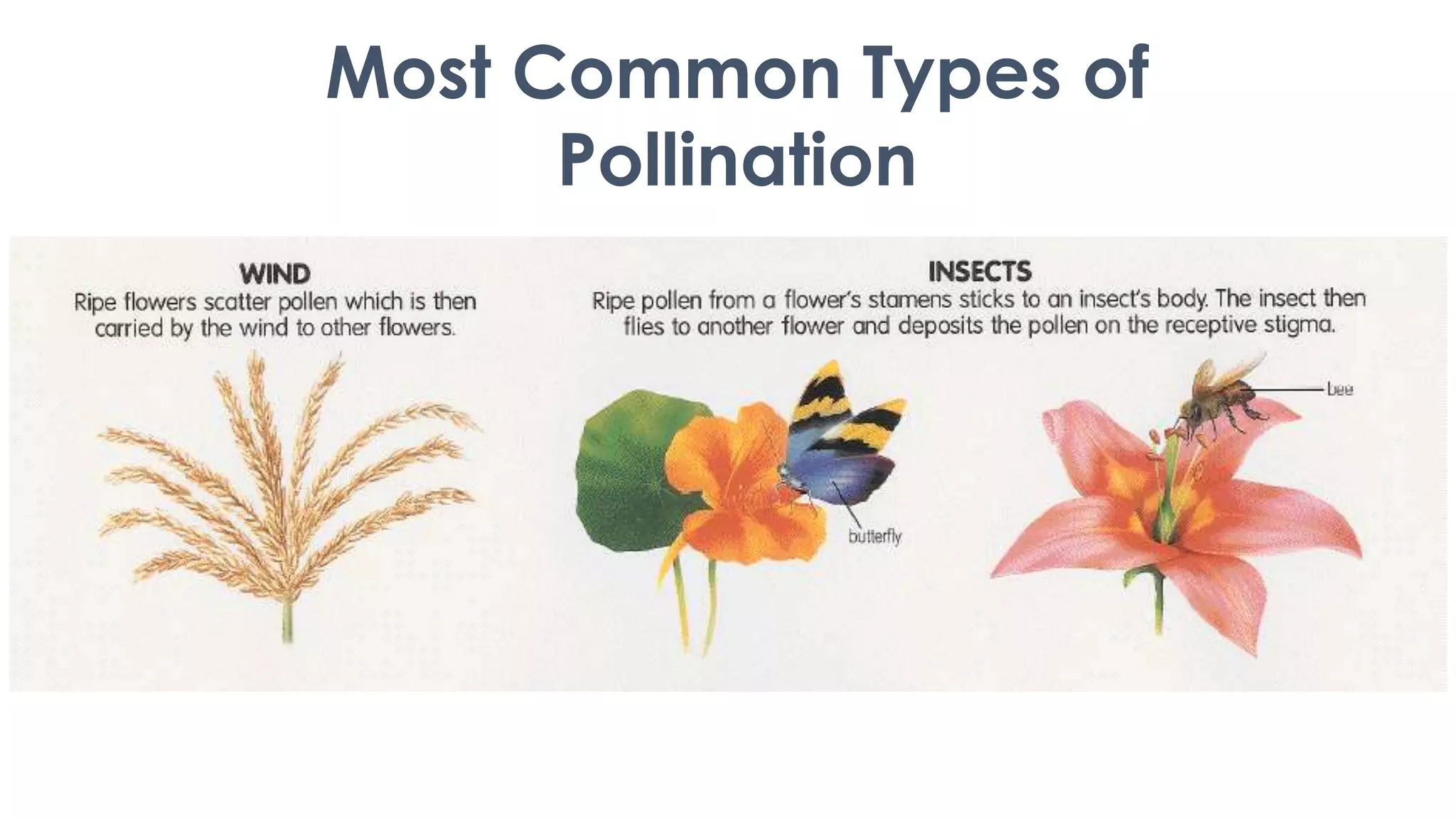 Plant Reproduction | PPTX