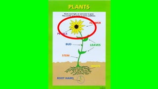 Plant Reproduction | PPT