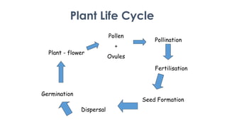 Plant Reproduction | PPT