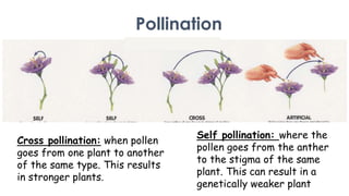 Plant Reproduction | PPT