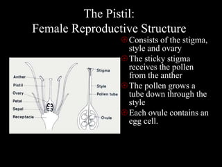 Plant Reproduction | PPT