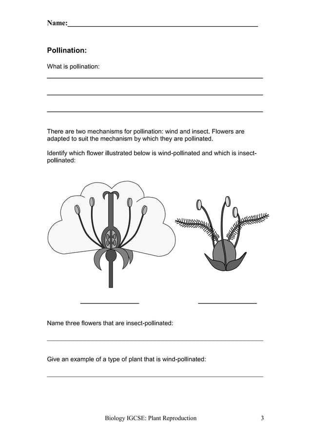 Plant reproduction worksheet | DOC